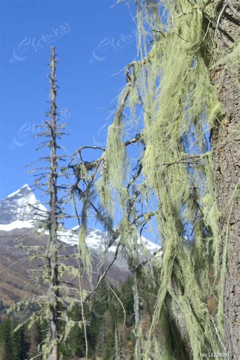 青藏高原地衣植物松萝高清图片下载 红动中国