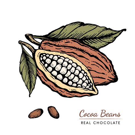 Cocoa Beans Vintage Hand Drawn Retro Sketch Illustration Chocolate Cocoa Powder Bean Tree