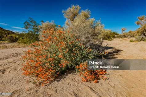 Sphaeralcea Ambigua Commonly Known As Desert Globemallow Or Apricot