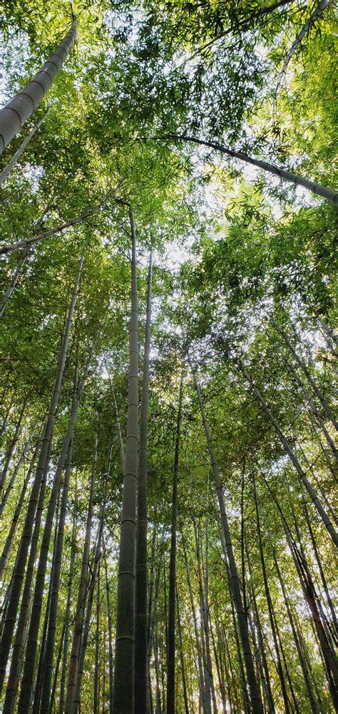 Phyllostachys Edulis Moso R Bamboo