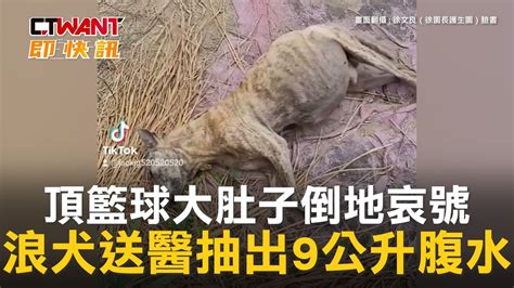 頂籃球大肚子倒地哀號 浪犬送醫抽出9公升腹水 影音 Ctwant