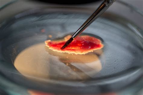 รูปภาพmonogenean เลือกดูภาพถ่ายสต็อก เวกเตอร์ และวิดีโอ98 Adobe Stock รูปภาพmonogenean เลือกดูภาพถ่ายสต็อก เวกเตอร์ และวิดีโอ98 Adobe Stock