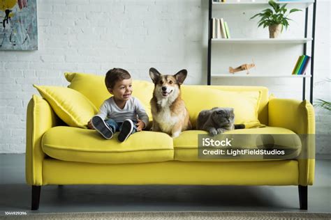 웨일즈 어 Corgi 강아지 귀여운 소년 집에서 노란색 소파에 앉아 스코틀랜드 폴드 고양이 개에 대한 스톡 사진 및 기타 이미지