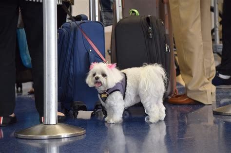 Câmara aprova projeto que obriga aéreas a rastrear transporte de pets Jornal de Pomerode