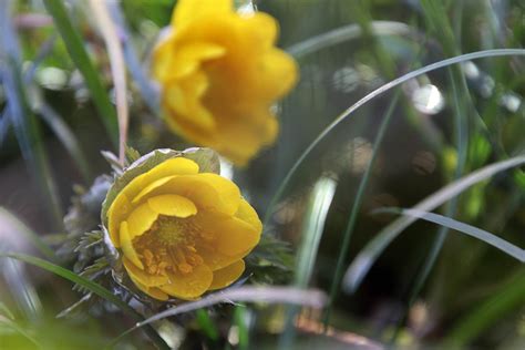 Teishoin s Digital Photo Log 福寿草が咲きました