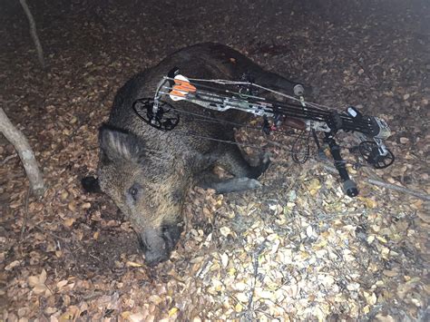 Hog Hunting Tx Trips4trade