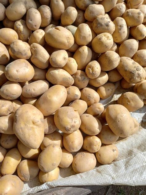 Продавам картофи Стоки и суровини на едро Смолян Продавам картофи сорт Агрия Ардапел с