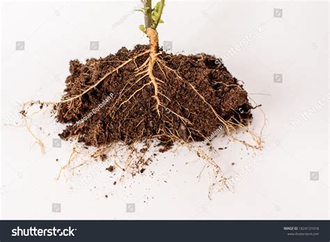 Cross Section Roots Images Stock Photos Vectors Shutterstock
