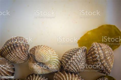 텍스트 복사 공간 흰색 접시에 피 조개 삶은 찐 Cockles 프레임 복사 공간 혈액 Cockles 또는 해산물 개념에 대 한