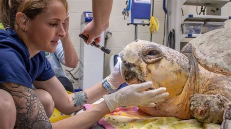 375 Pound Sea Turtle Returns To The Ocean After Leech Infestation And
