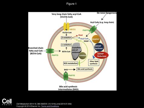 Peroxisomes A Nexus For Lipid Metabolism And Cellular Signaling Cell
