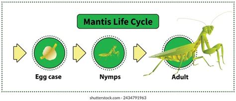83 Vectores De Stock Y Arte Vectorial De Grasshopper Life Cycle