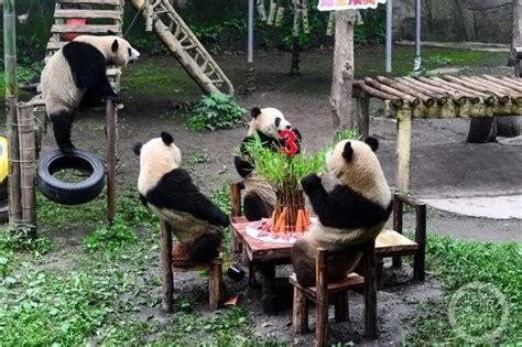 對外租借大熊貓？重慶動物園闢謠 新浪香港