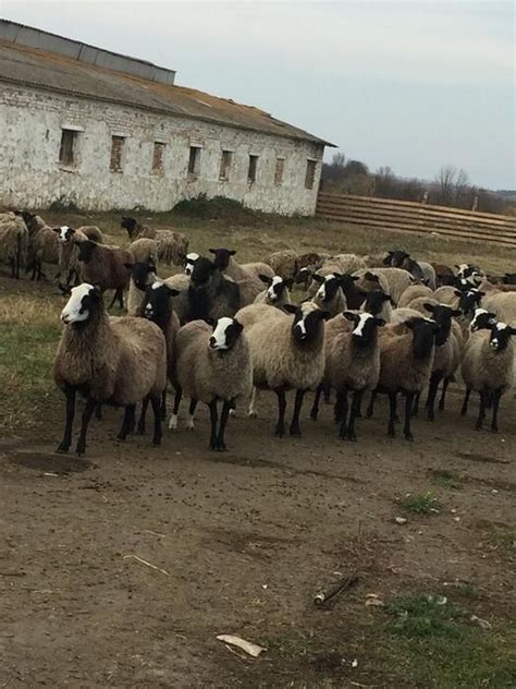 Овцы романовские и Дорпер — Agro Uzbekistan