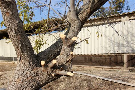 有很多不同的方式来代表树高清图片下载 正版图片504916785 摄图网