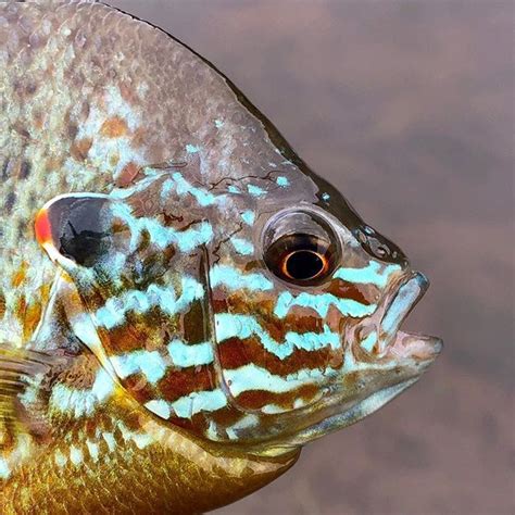 The Top Ten Flies For Bluegills Artofit