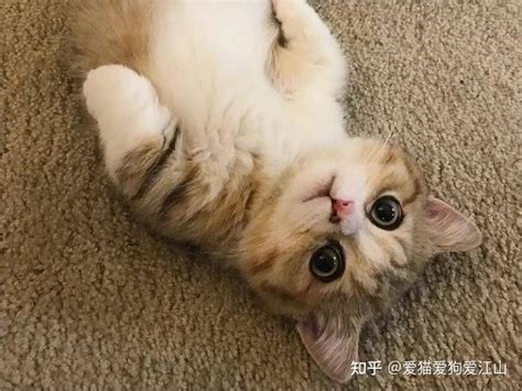 普安特兽药科普猫咪产后应该如何护理 知乎