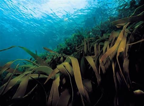 Atlantic And Arctic Lighthouse Weekly Hour S03e10 European Macroalgae