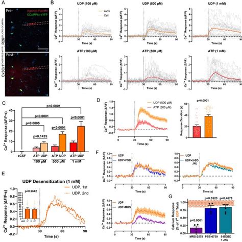 Figure S1 Udp Signals Through P2y6 Receptors To Evoke Calcium