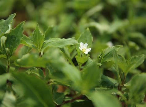 太子参 种植药材 产品中心 安徽梦思康中药材有限公司