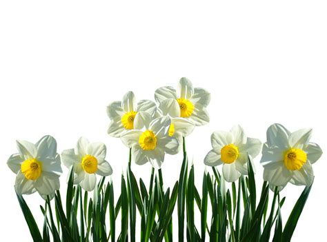 گالری عکس گل نرگس برای تصویر زمینه و پروفایل گوشی موبایل
