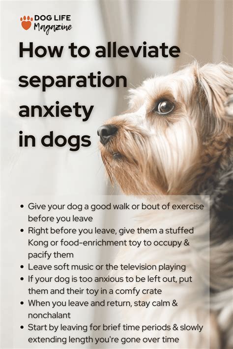 Your Dog Anxiety Guide Types Causes Cures For Dog Anxiety