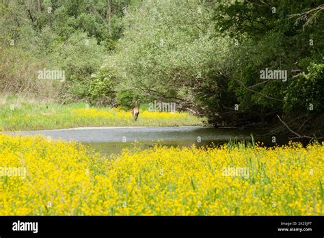 A Brown Deer Running In A Beautiful Grassland With Yellow Flowers Stock