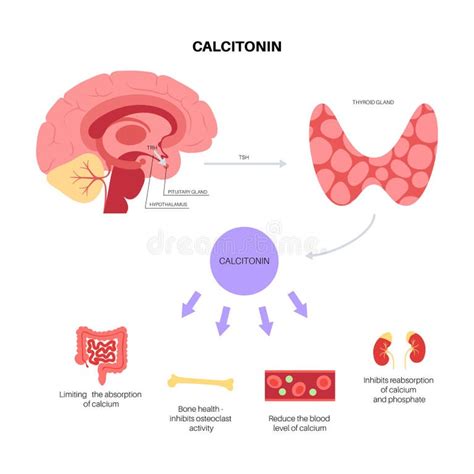 Calcitonin Stock Illustrations 142 Calcitonin Stock Illustrations Vectors And Clipart Dreamstime