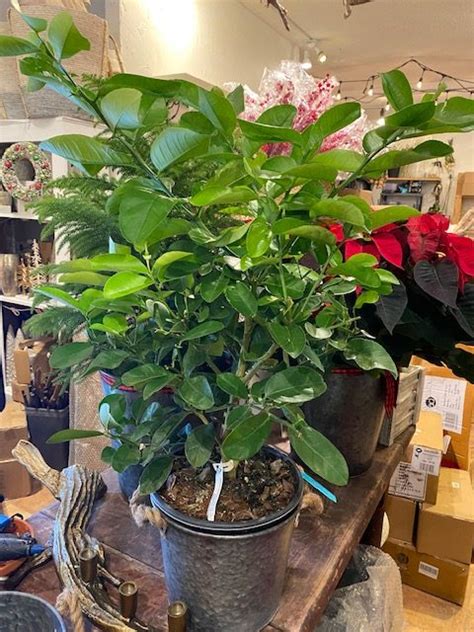 Ponderosa Lemon Tree Flowers Talk Tivoli