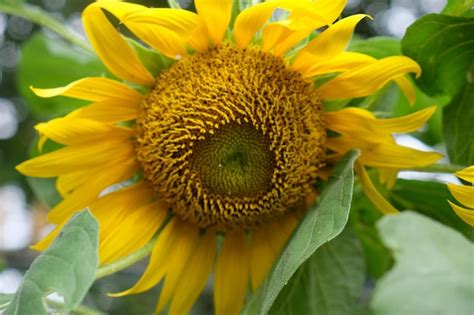 Helianthus는 데이지 가족 국화과에 있는 일년생 다년생 꽃 식물의 종입니다 해바라기 프리미엄 사진