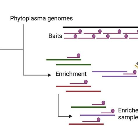 Schematic Diagram Of The Hybridization Based Mlst Method Download