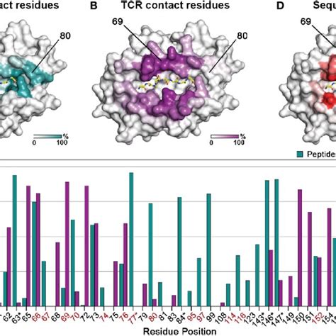 Contiguous Molecular Surfaces Defined By Polymorphic Hla Residues Download Scientific Diagram