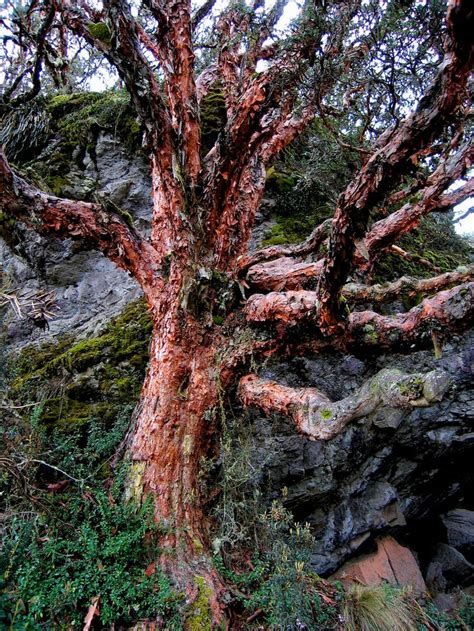 Polylepis Reticulata A High Altitude Tree