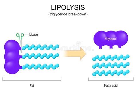 Triglyceride Formation Animation