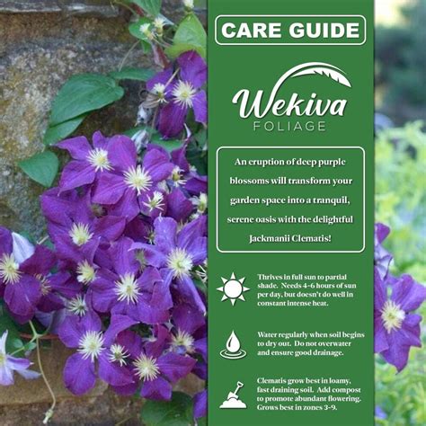 Clematis Jackmanii Live Starter Plants In 2 Inch Growers Pots