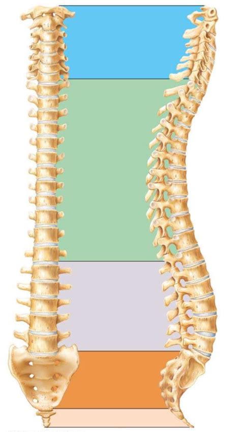 Spinal Column Diagram Quizlet