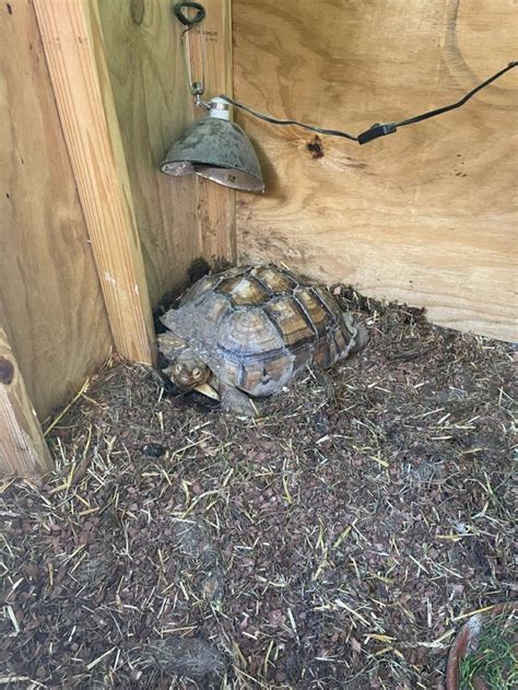 Sulcata Tortoise Care Guide Expert Recommendations