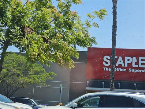 Nice Blob Of Bees In This Tree At The Empire Center If You Know Any Beekeepers Pic Taken At