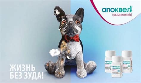 Апоквел для кошек: показания и инструкция по применению, отзывы, цена