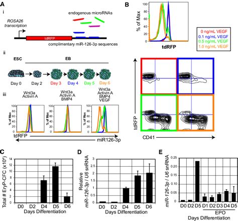 Figure 1 From Primitive Erythropoiesis Is Regulated By Mir 126 Via Nonhematopoietic Vcam 1