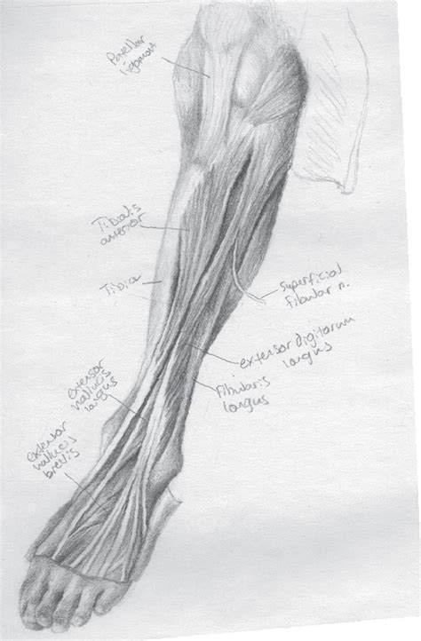 Leg Dissection Textbook Illustration On Behance