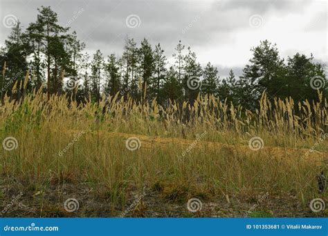 Forest With Dry Trees Grass And Marshland Stock Image Image Of