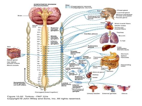 Autonomic Nervous System Ssr Testing
