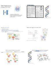 Understanding DNA Replication Key Phases And Structures Course Hero