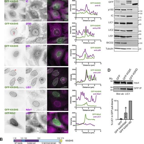 Dyn1HL3 Is Less Susceptible To Num1CC Mediated Plus End Depletion A