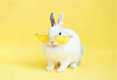 Hop Online For Perfect Bunny Names In Minutes Names Generator