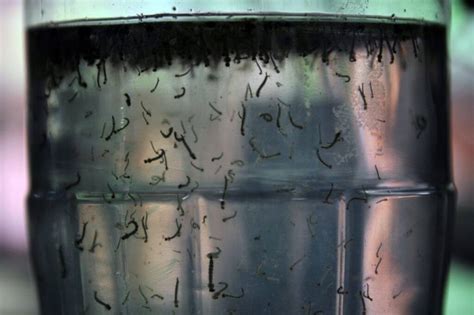 Dourados Contabiliza 16 Mil Casos Confirmados De Dengue Em 2019