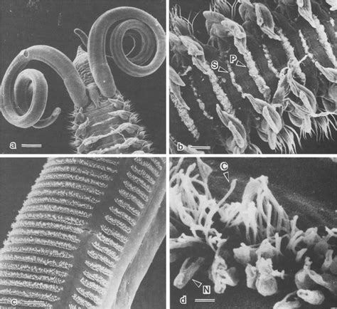 Scolelepis Squamata Scanning Electron Micrographs Of S Squamata A
