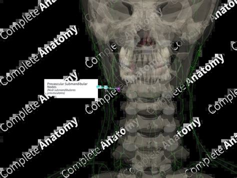 Prevascular Submandibular Nodes Right Complete Anatomy