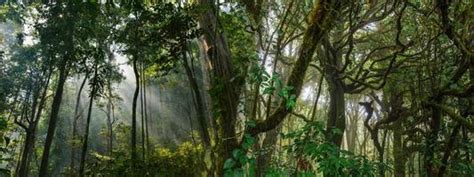 Tropical Forest Backgrounds